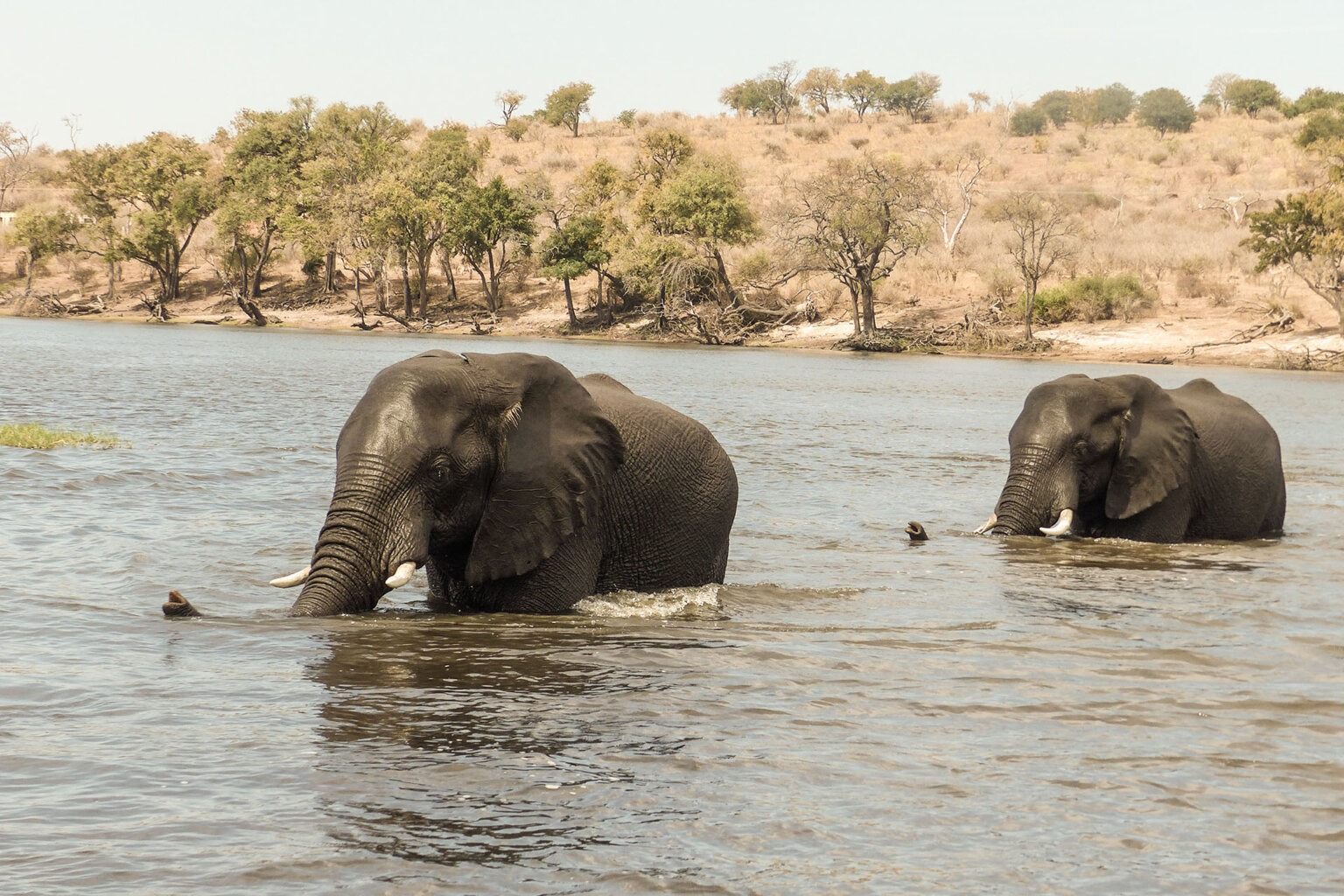 Chobe National Park – Net Dew Travel